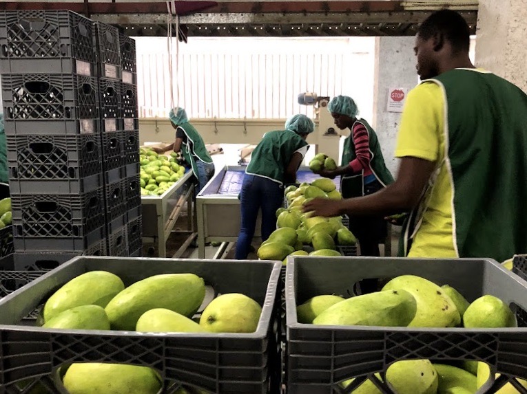 Mangoes: Journey from a field in Haiti to the U.S. | Hayti - News ...