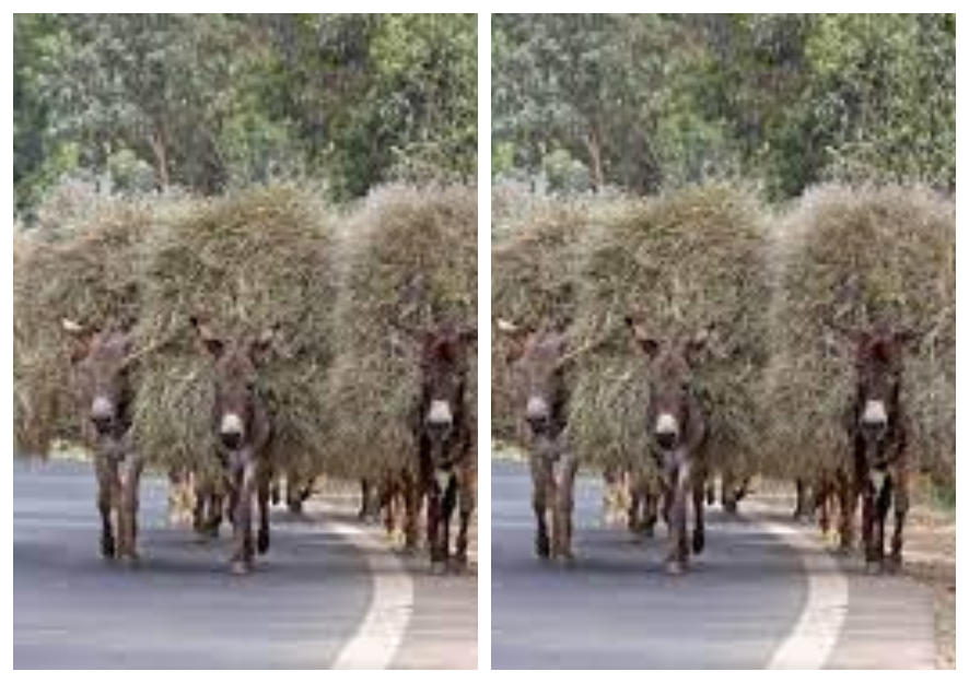 How men in ancient Africa domesticated wild donkeys for agriculture and ...
